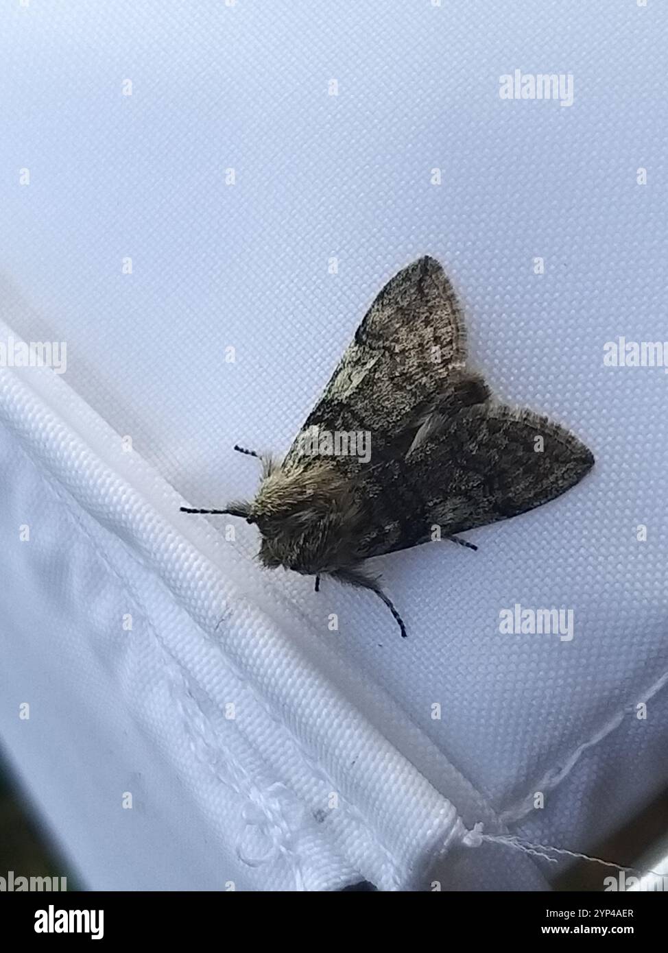 Yellow Horned (Achlya flavicornis Stock Photo - Alamy