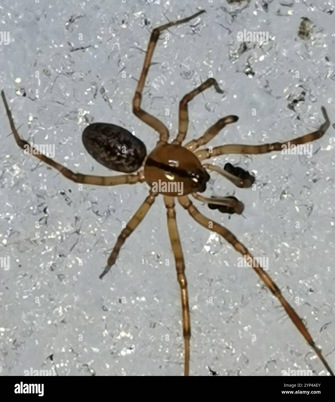 Horse-Head Spider (Stemonyphantes lineatus Stock Photo - Alamy