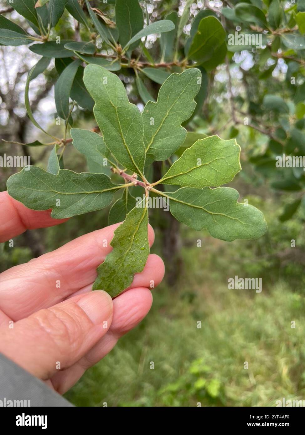 blue oak (Quercus douglasii Stock Photo - Alamy