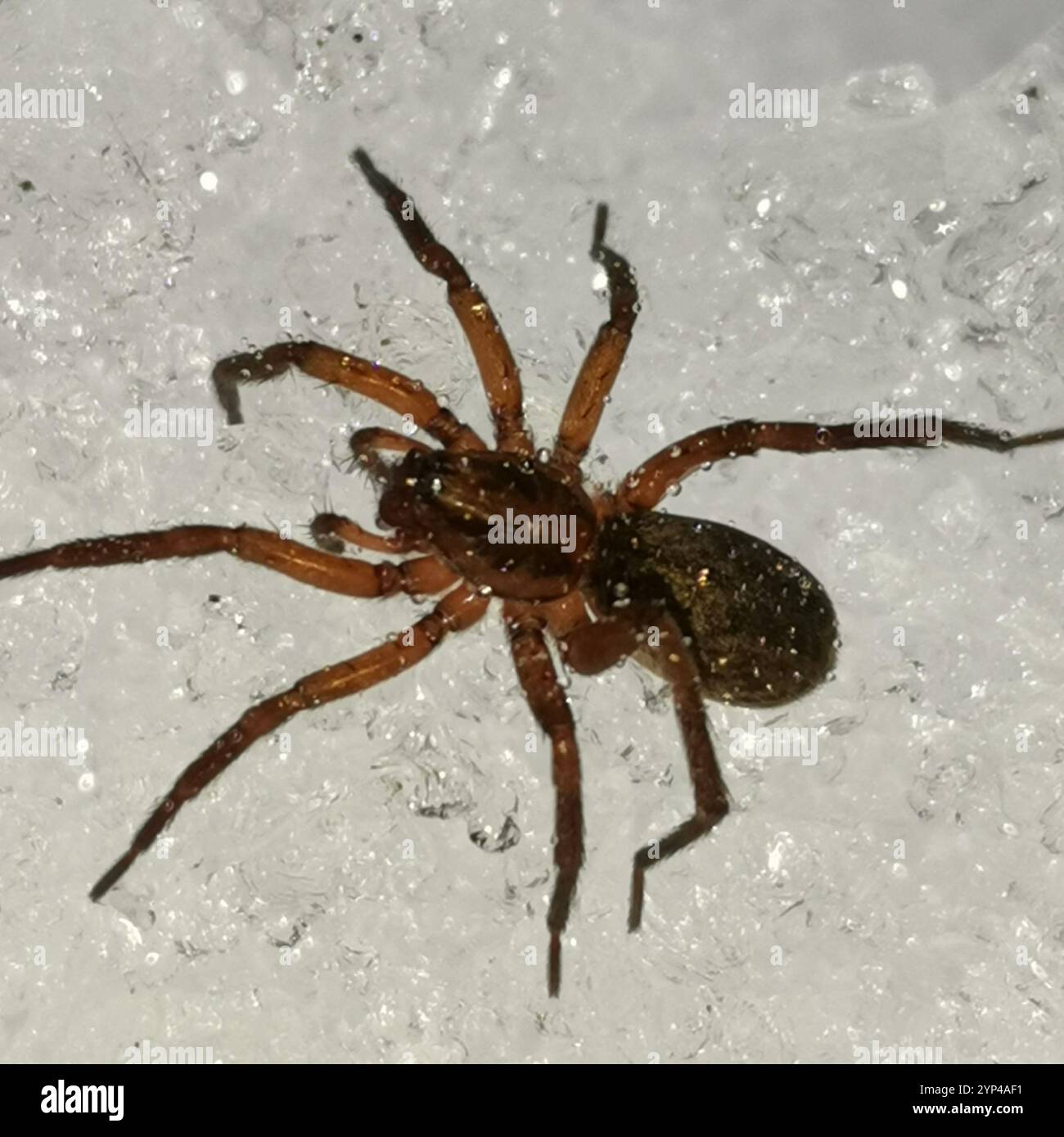 Spiny-legged Sac Spiders (Liocranidae Stock Photo - Alamy