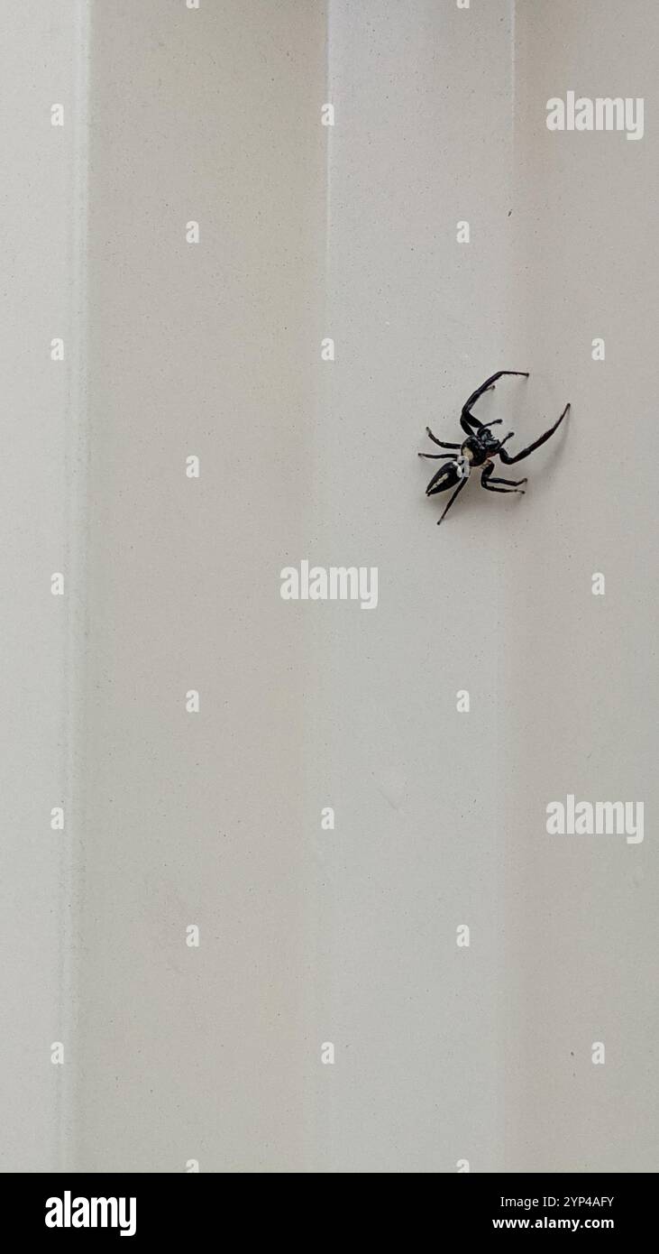 Garden Jumping Spiders (Opisthoncus Stock Photo - Alamy