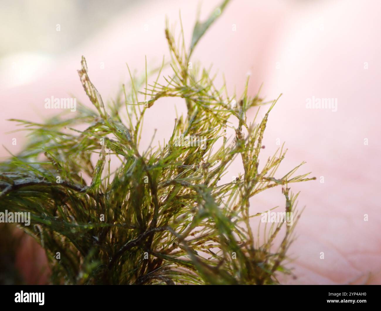 Ulvophycean green algae (Ulvophyceae Stock Photo - Alamy