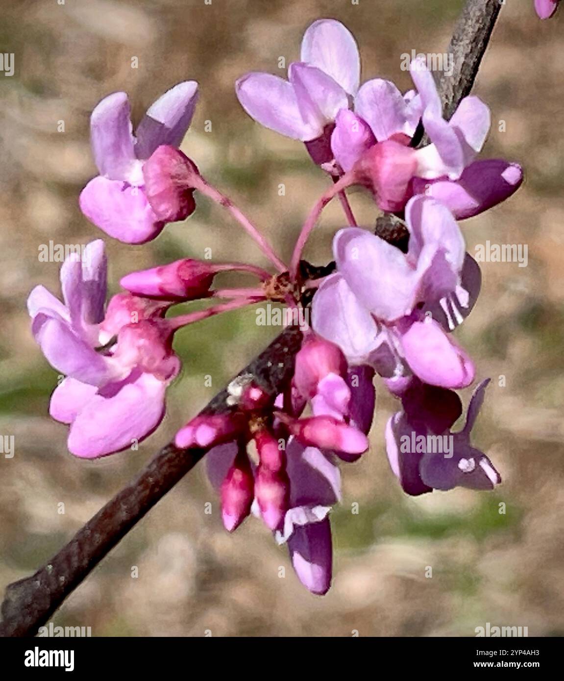 eastern redbud (Cercis canadensis Stock Photo - Alamy