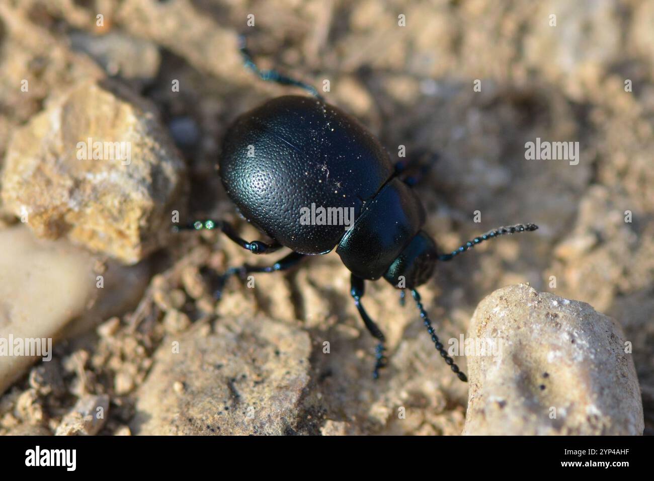 Lesser Bloody-nosed Beetle (Timarcha goettingensis Stock Photo - Alamy
