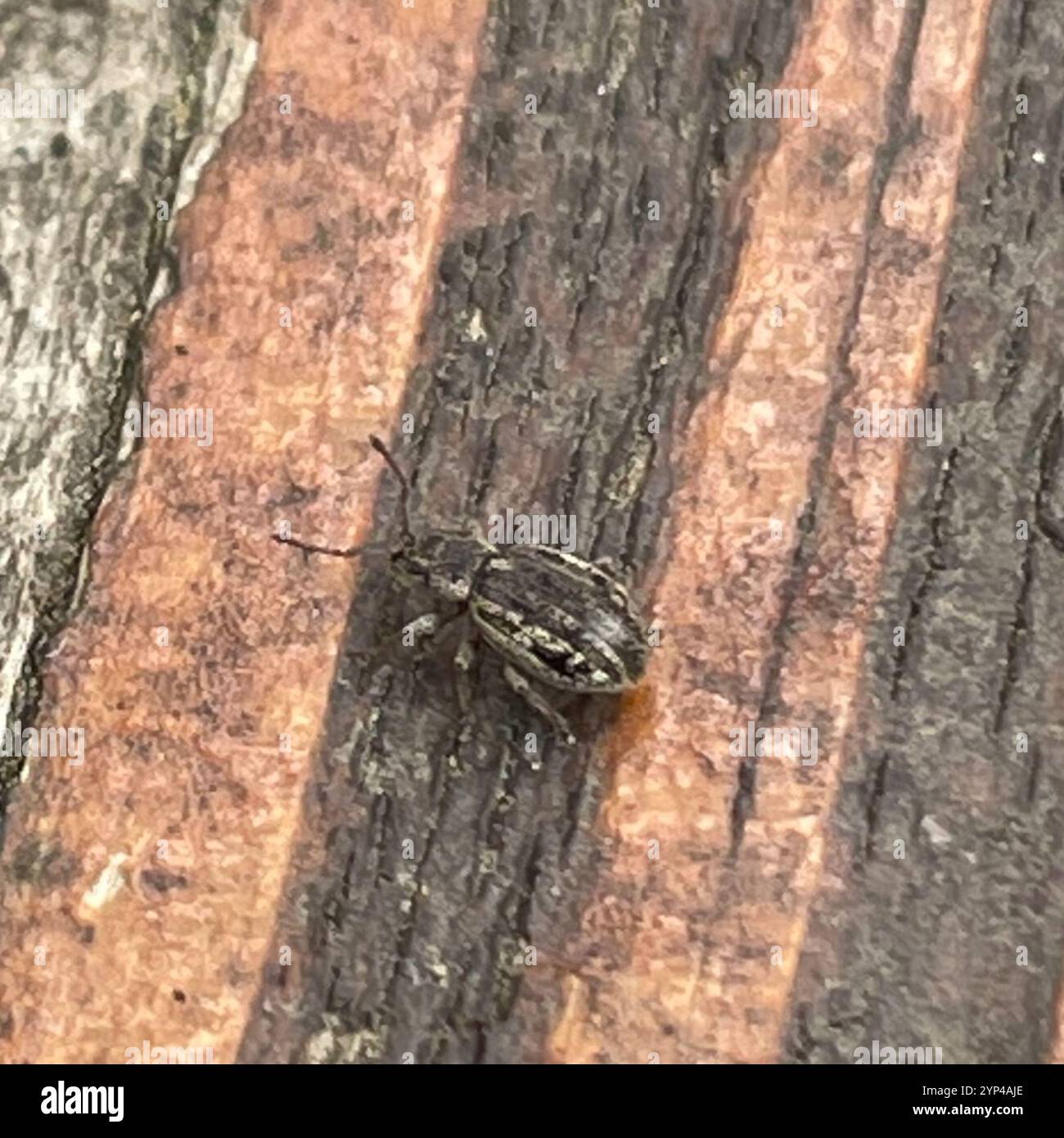 Broad-nosed Weevils (Entiminae Stock Photo - Alamy