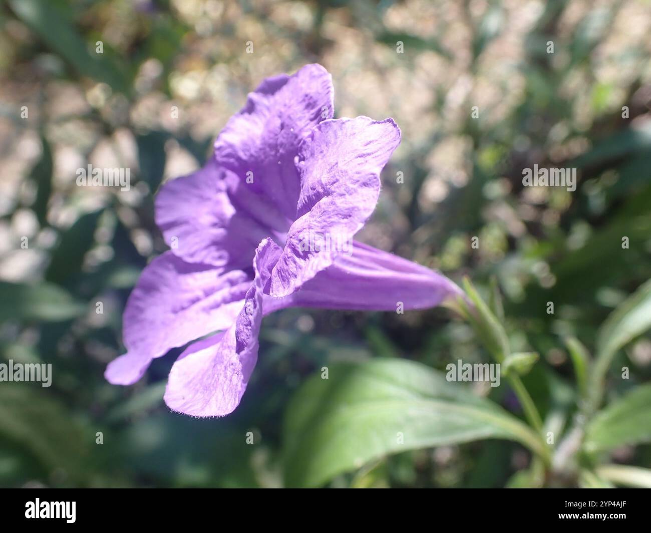 Mexican ruellia (Ruellia simplex Stock Photo - Alamy
