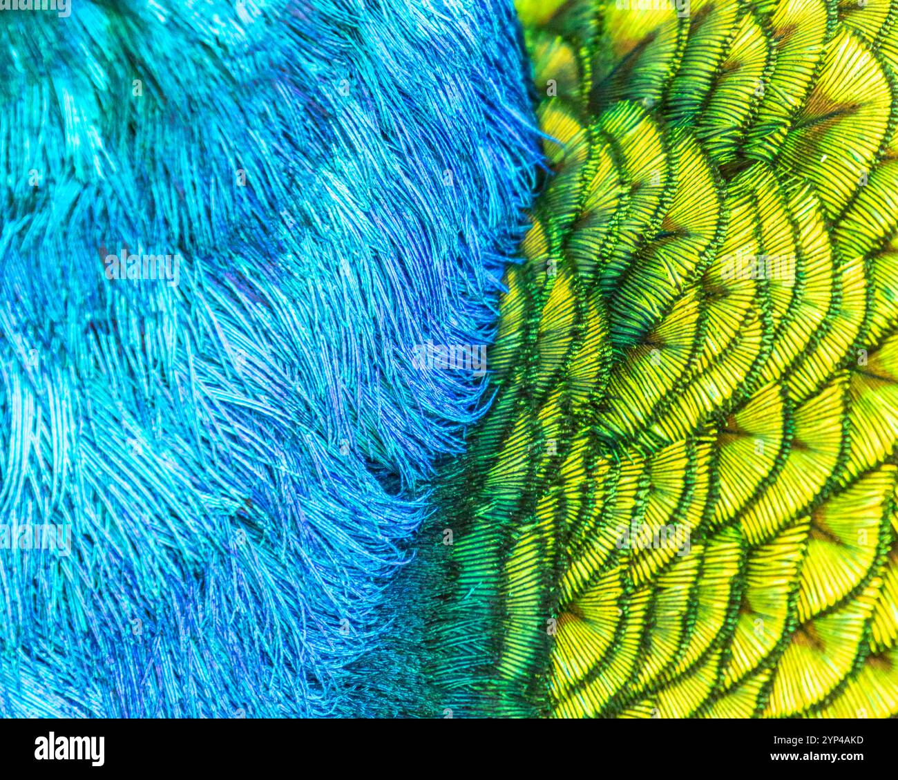 Closeup of Peacock feather Texture in Green and Blue Stock Photo - Alamy