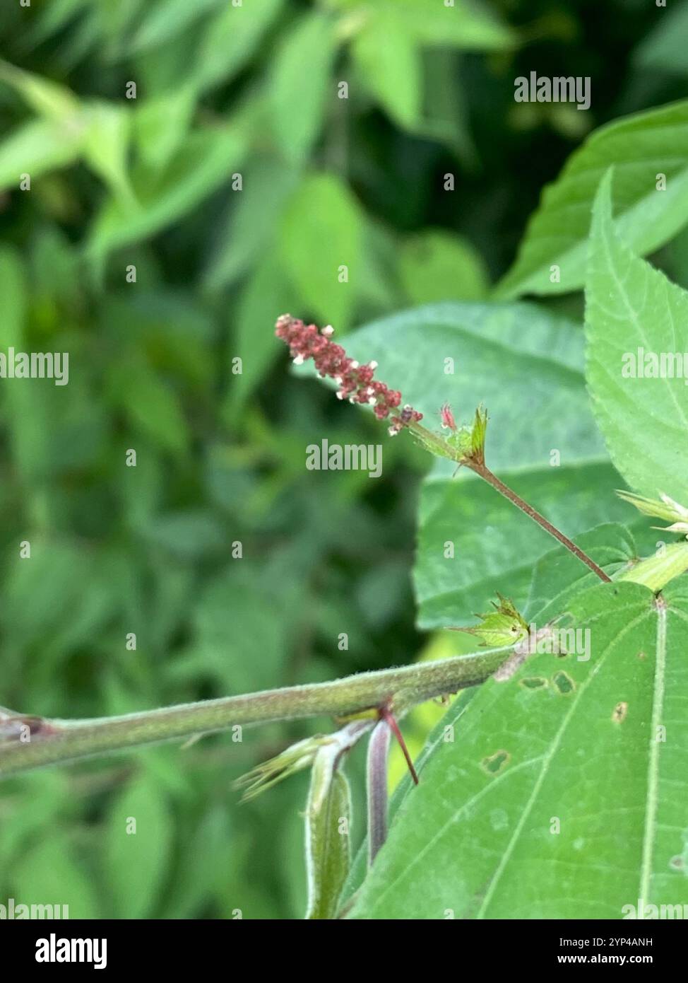 three-seeded mercuries (Acalypha Stock Photo - Alamy
