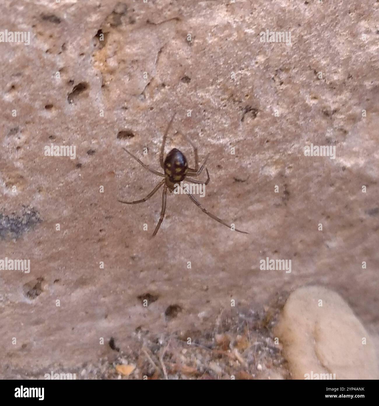 False Black Widow (Steatoda grossa Stock Photo - Alamy