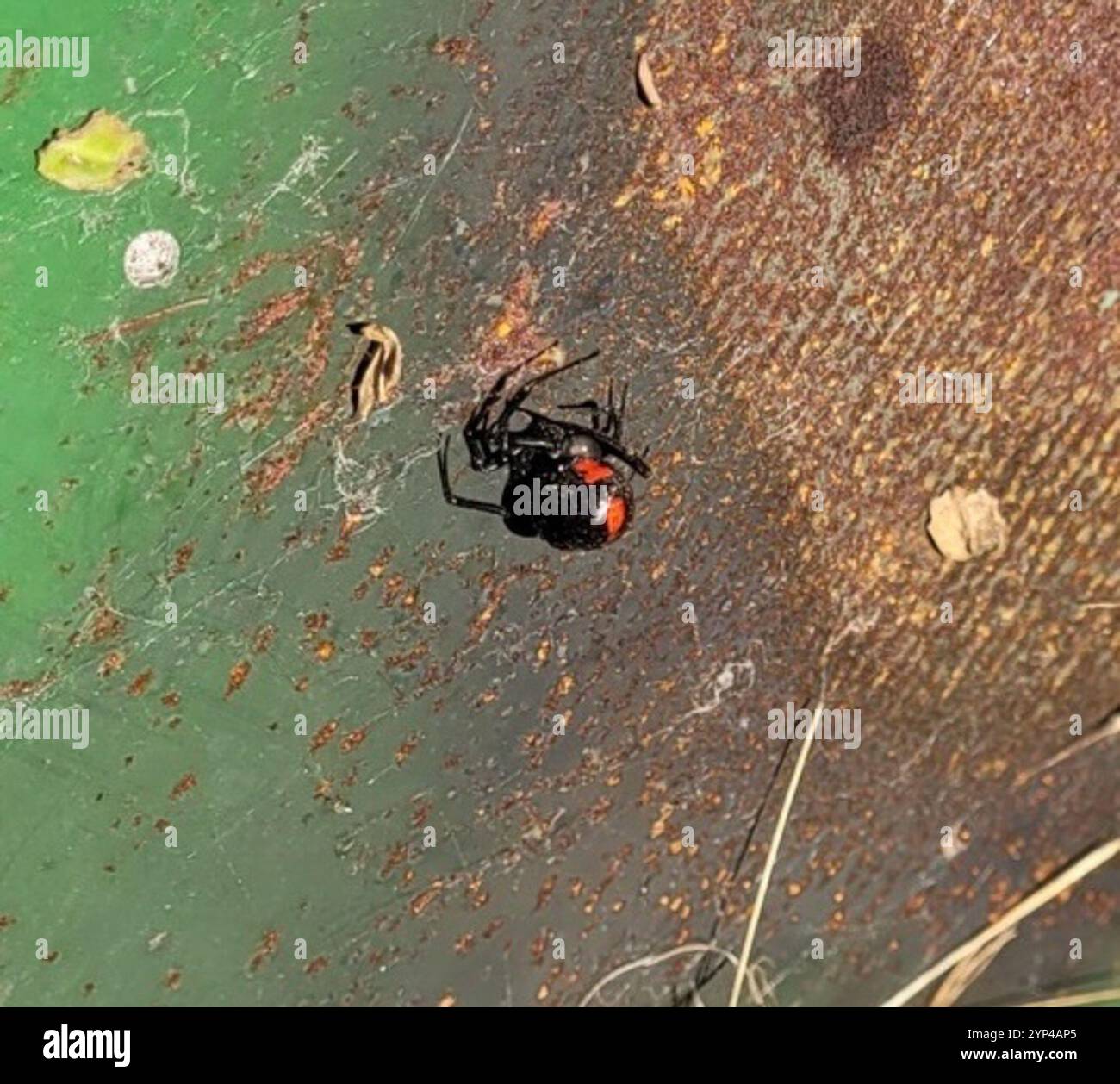 Southern Black Widow (Latrodectus mactans Stock Photo - Alamy