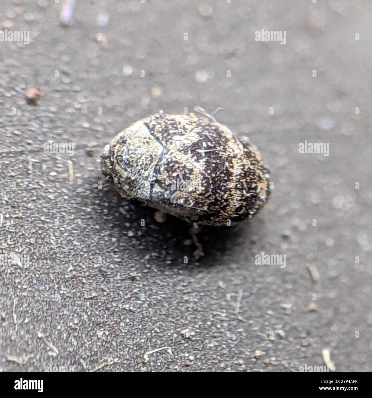 Mill Carpet Beetle (Anthrenus fuscus Stock Photo - Alamy