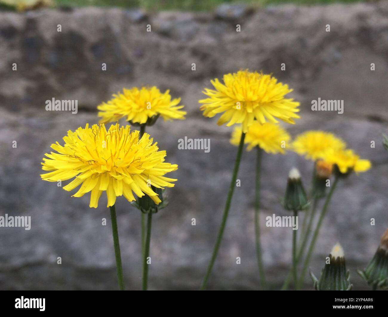 Beaked Hawksbeard (Crepis vesicaria Stock Photo - Alamy