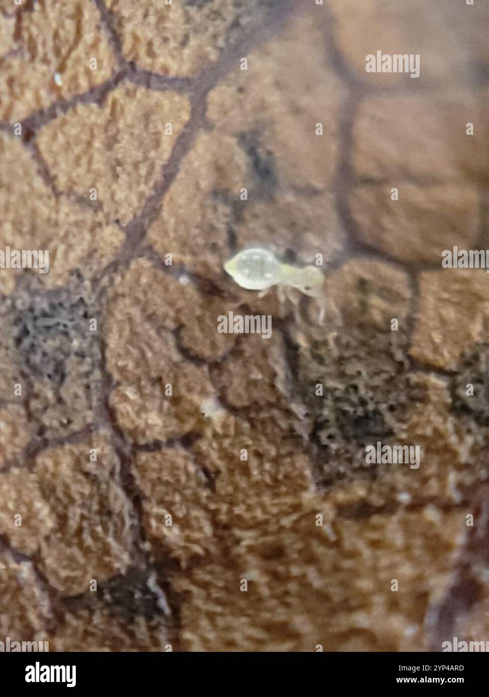 Barklice, Booklice, and Parasitic Lice (Psocodea Stock Photo - Alamy