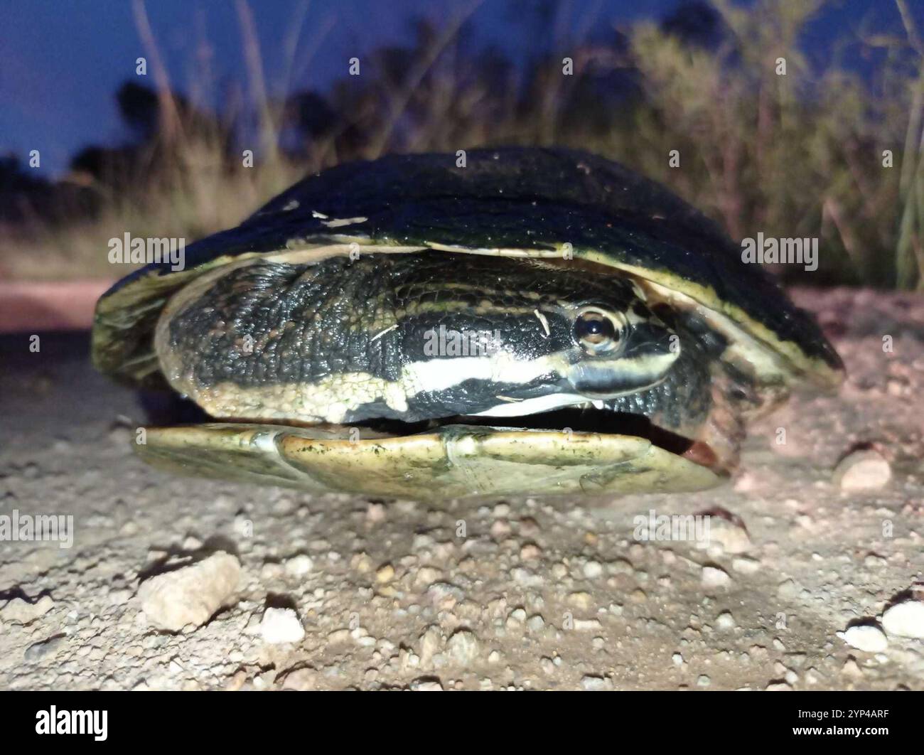 Williams' South-American Side-necked Turtle (Phrynops williamsi Stock ...