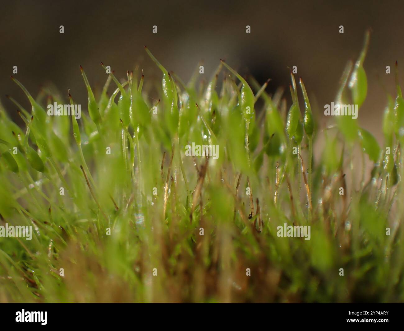 Green-tufted Stubble Moss (Weissia controversa Stock Photo - Alamy