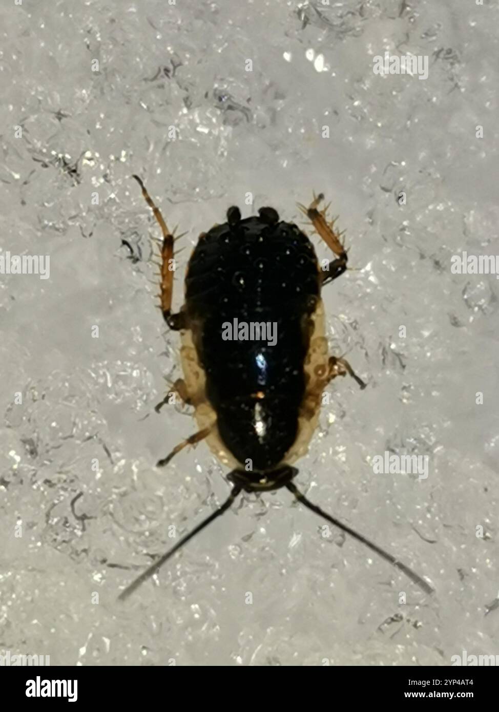 Forest Cockroach (Ectobius sylvestris Stock Photo - Alamy