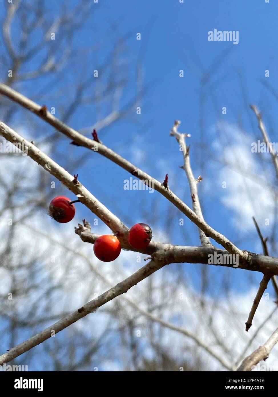 possumhaw (Ilex decidua Stock Photo - Alamy