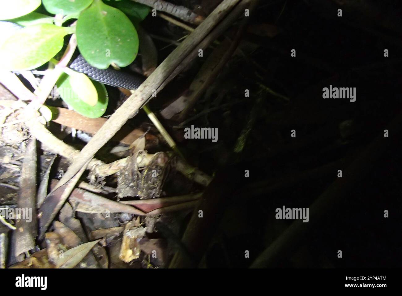 Eastern Small-eyed Snake (Cryptophis nigrescens Stock Photo - Alamy