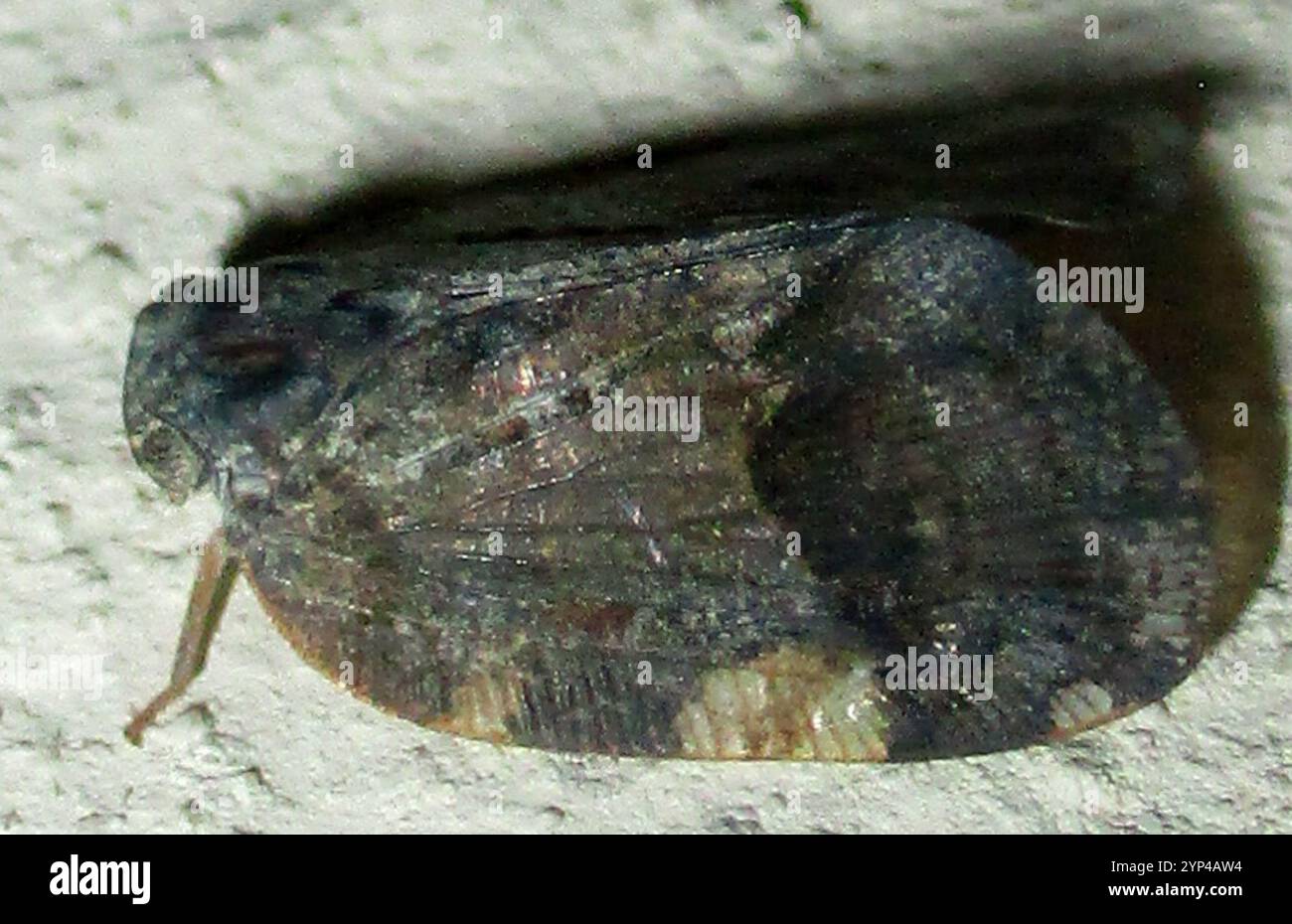 Ricaniid Planthoppers (Ricaniidae Stock Photo - Alamy