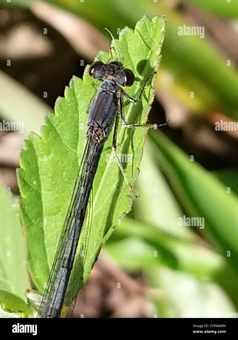 Fragile Forktail (Ischnura posita Stock Photo - Alamy