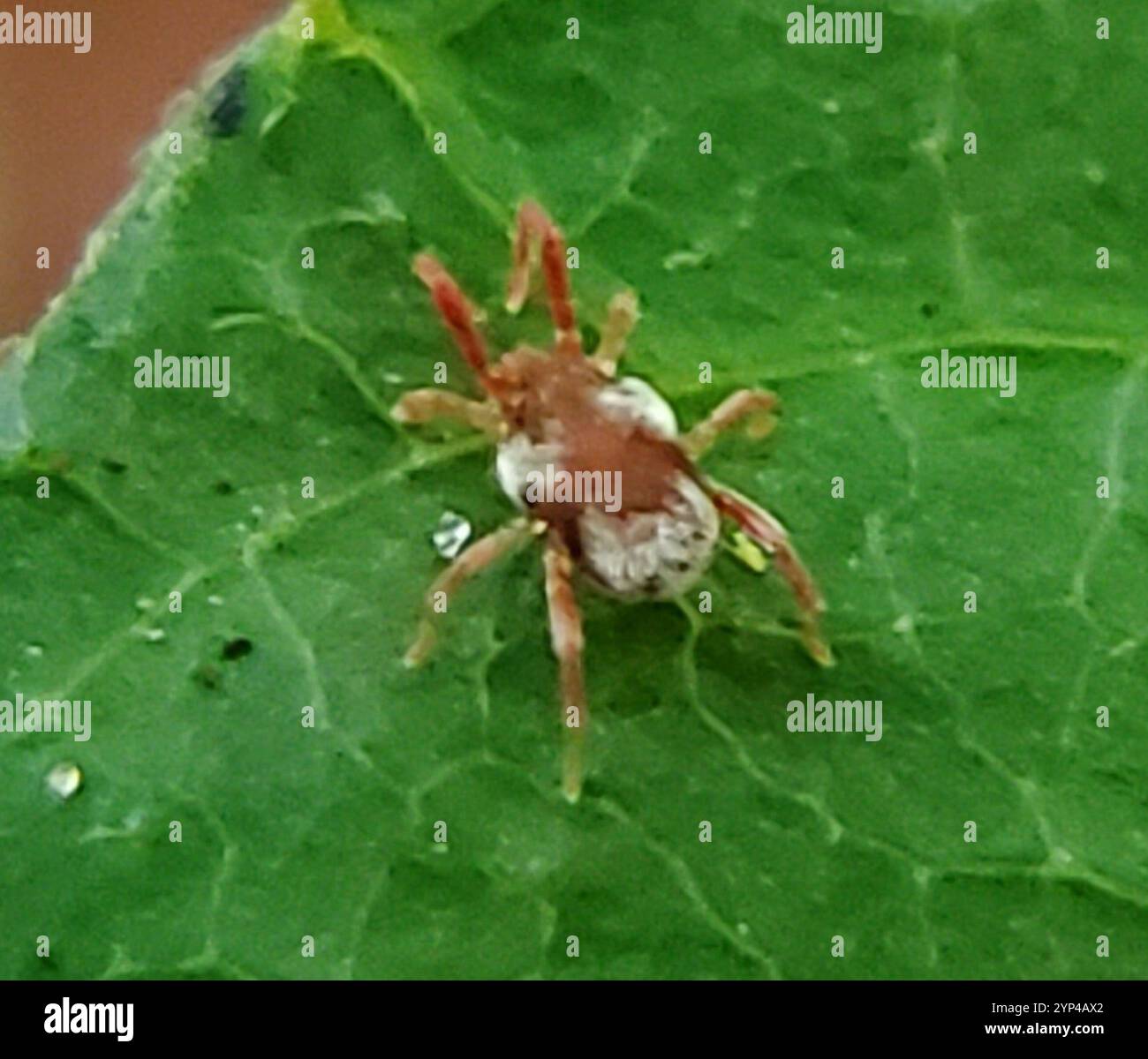 Trombidiform hi-res stock photography and images - Alamy