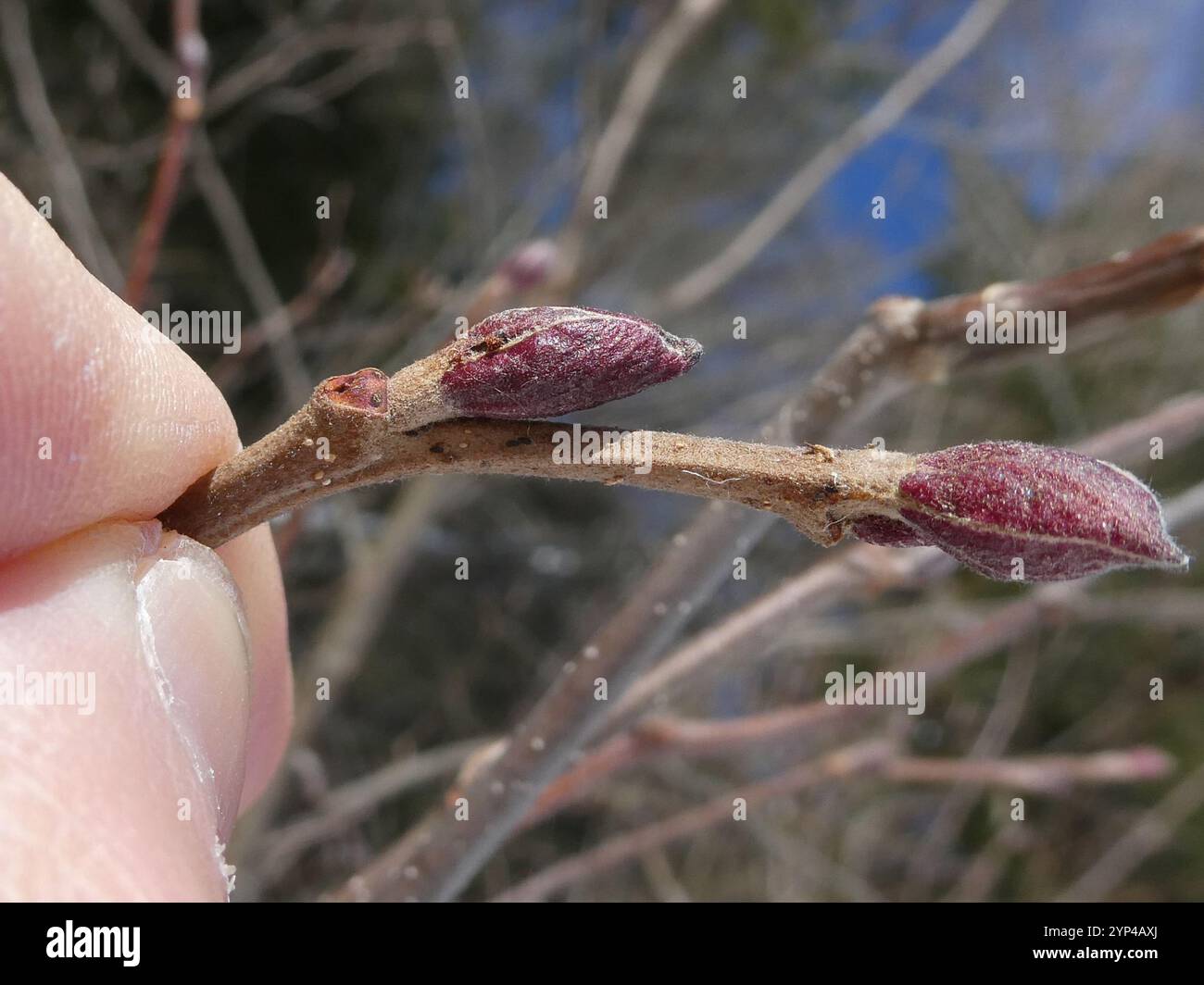 grey alder (Alnus incana Stock Photo - Alamy