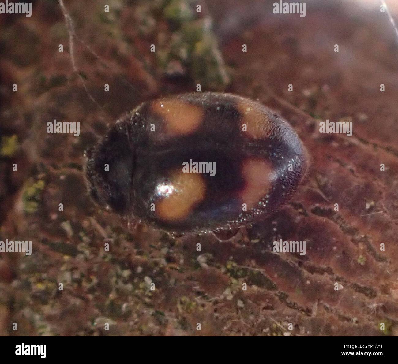 Four-spotted Nephus (Nephus quadrimaculatus Stock Photo - Alamy