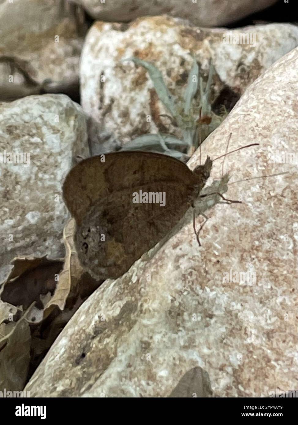 Eastern Gemmed-Satyr (Cyllopsis gemma Stock Photo - Alamy