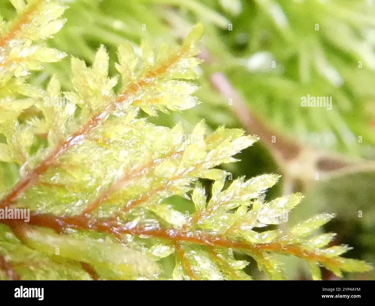 stairstep moss (Hylocomium splendens Stock Photo - Alamy