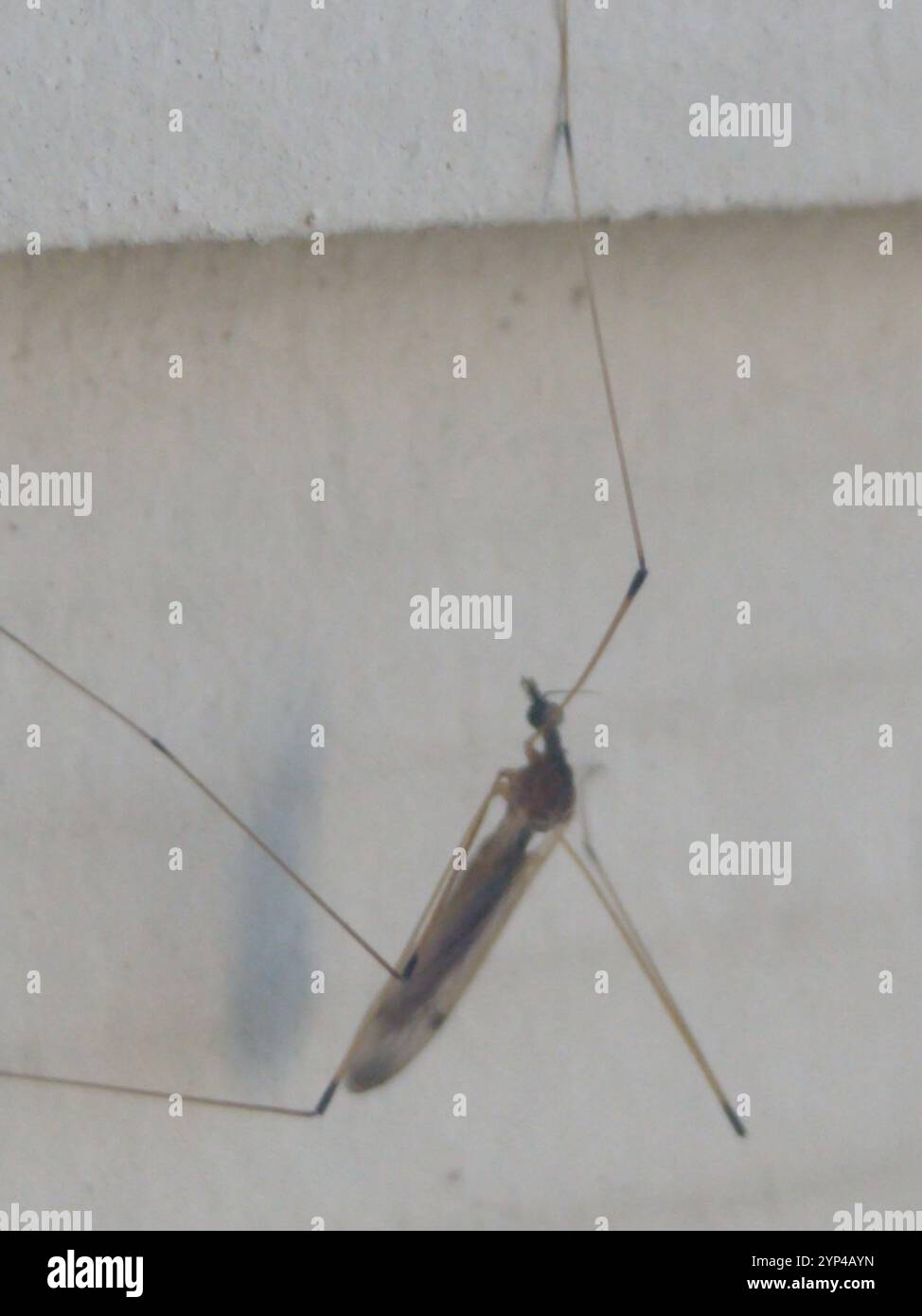 Typical Crane Flies (Tipuloidea Stock Photo - Alamy