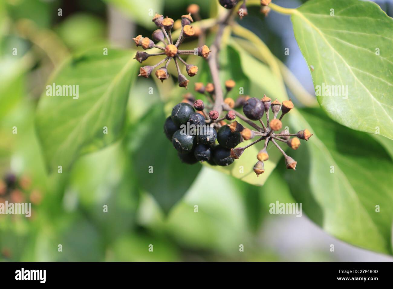 Atlantic Ivy (Hedera hibernica Stock Photo - Alamy