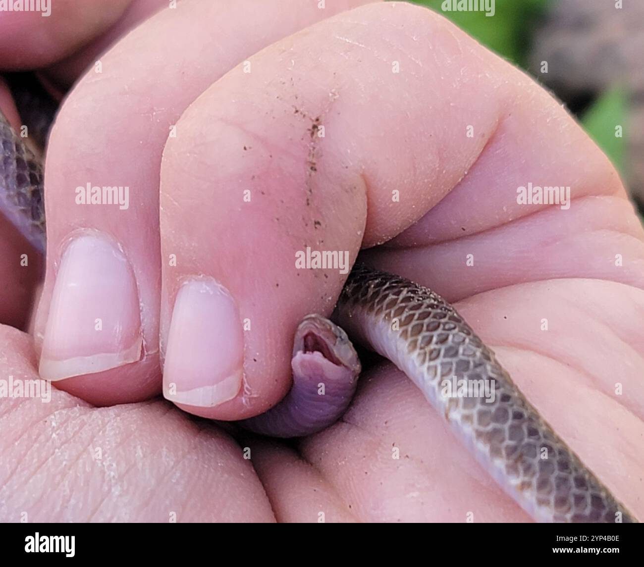 Eastern Worm Snake (Carphophis amoenus Stock Photo - Alamy