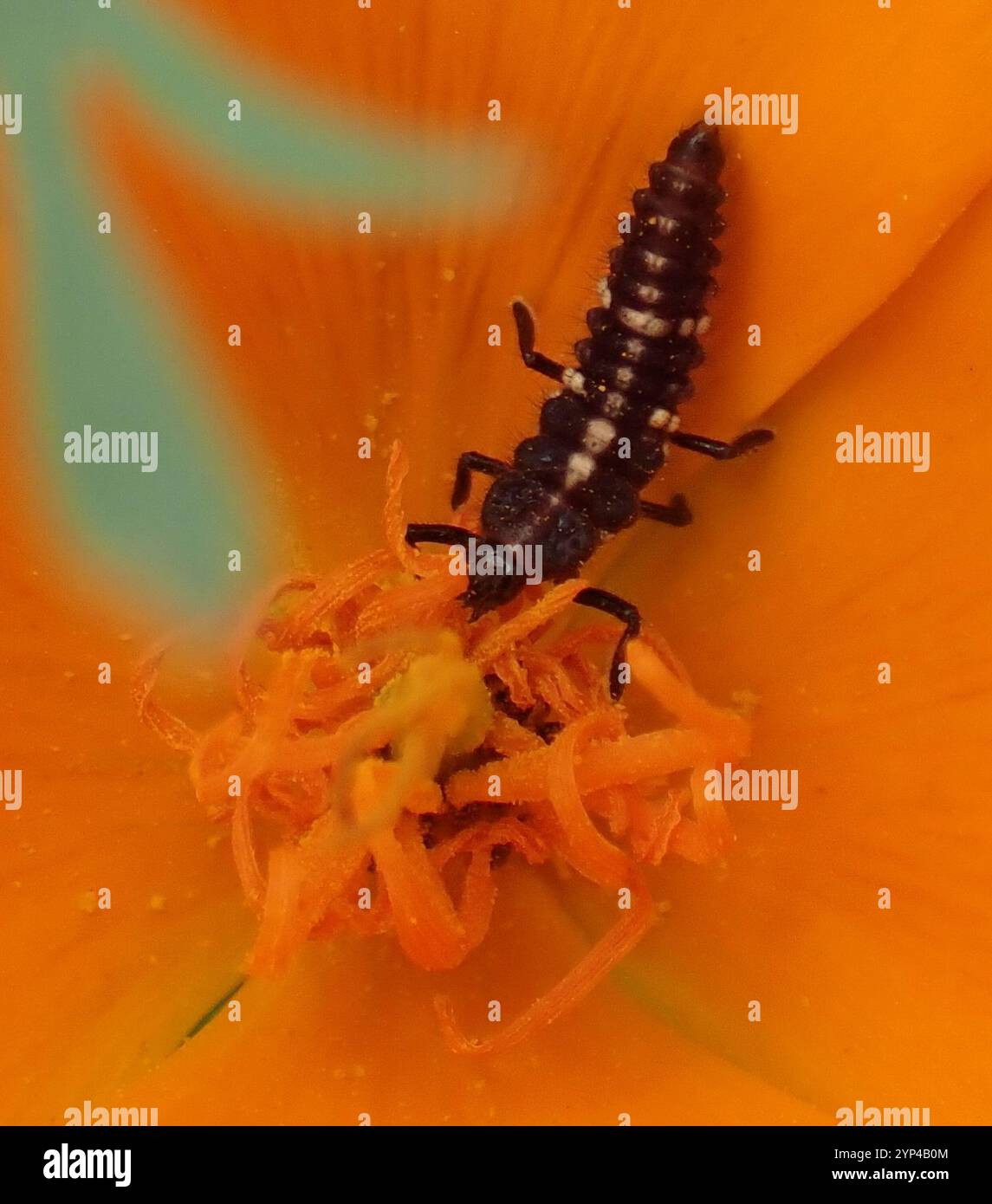 Striped Ladybird (Micraspis frenata Stock Photo - Alamy