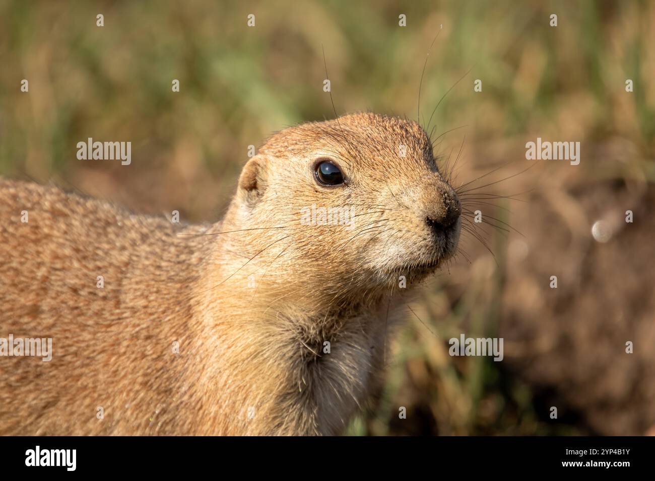 Portrait of a Black Tailed Prairie Dog Stock Photo - Alamy