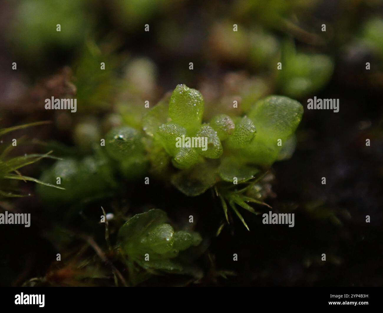 Texas Balloonwort (Sphaerocarpos texanus Stock Photo - Alamy