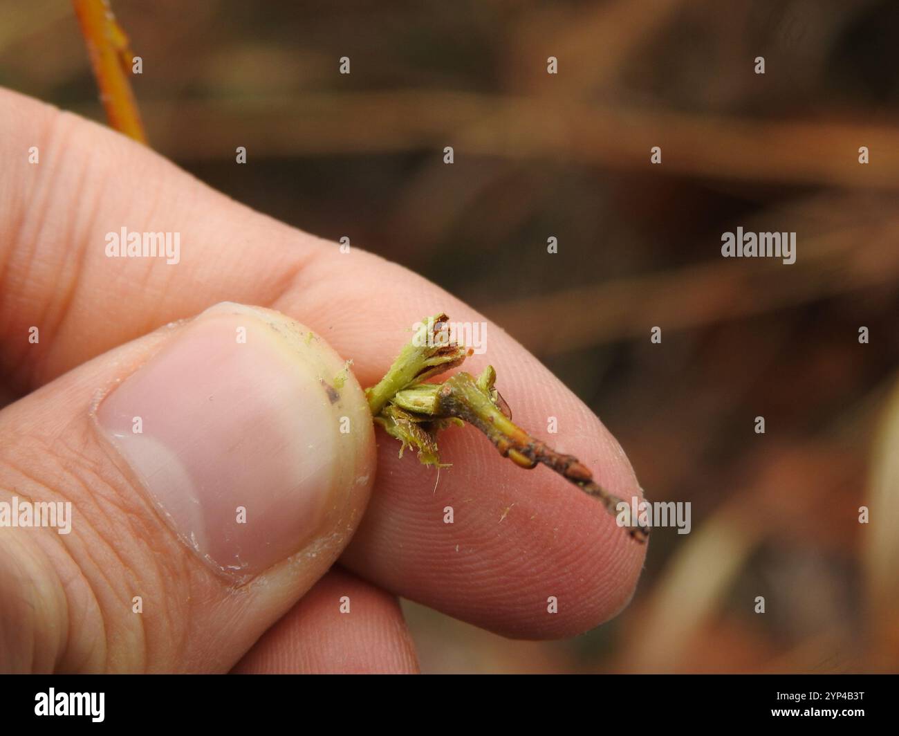 Willow Gall Midges (Rabdophaga Stock Photo - Alamy