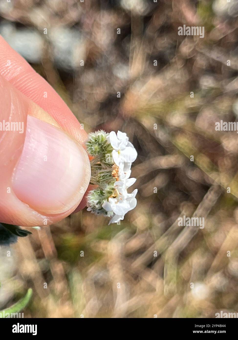 Florosa hi-res stock photography and images - Alamy