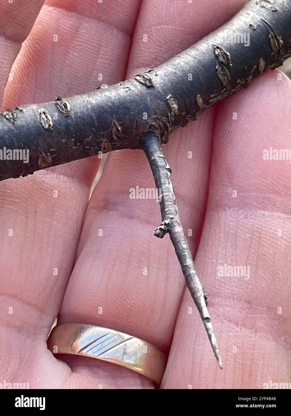 Chickasaw plum (Prunus angustifolia Stock Photo - Alamy