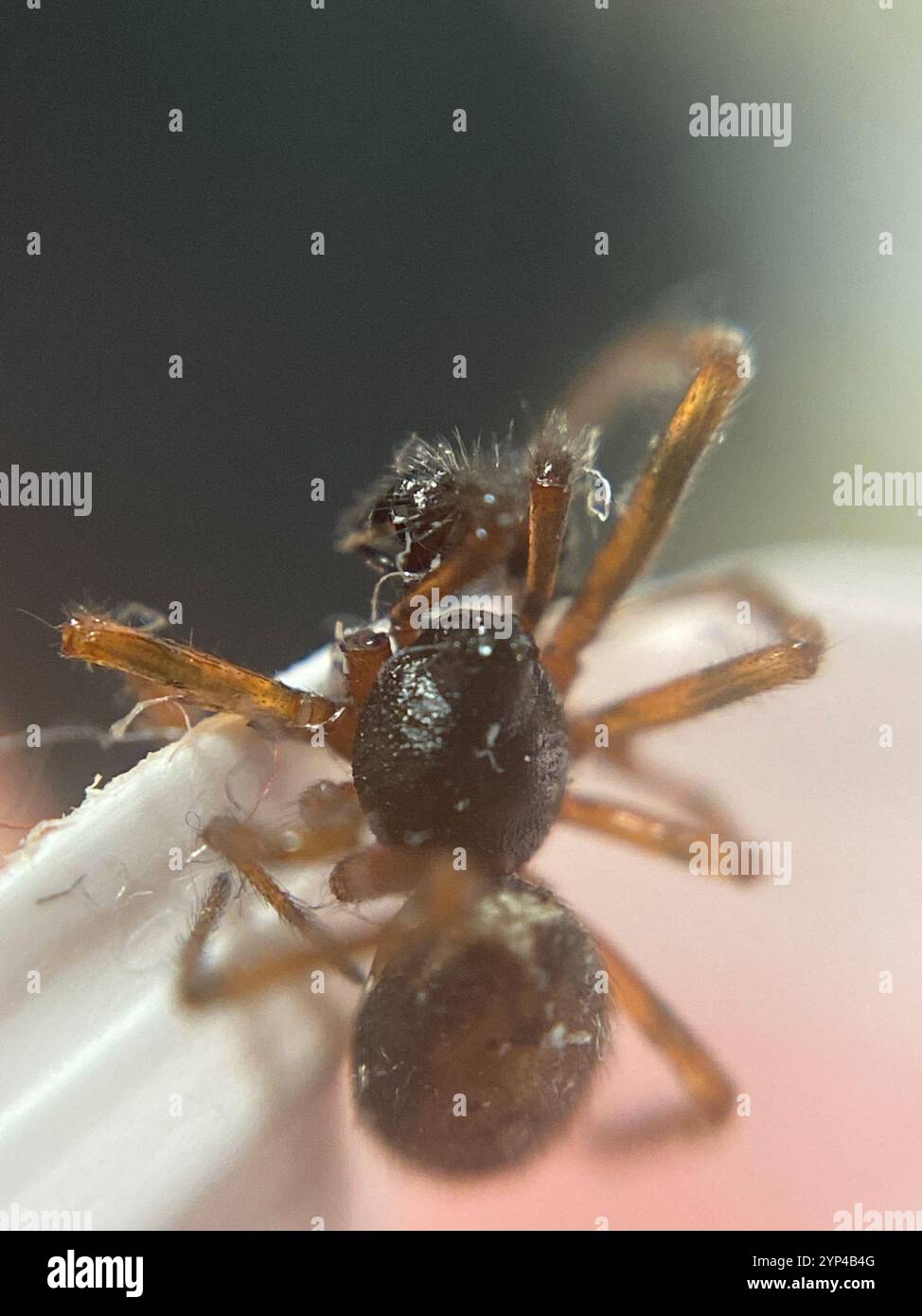 False Widow Spiders (Steatoda Stock Photo - Alamy