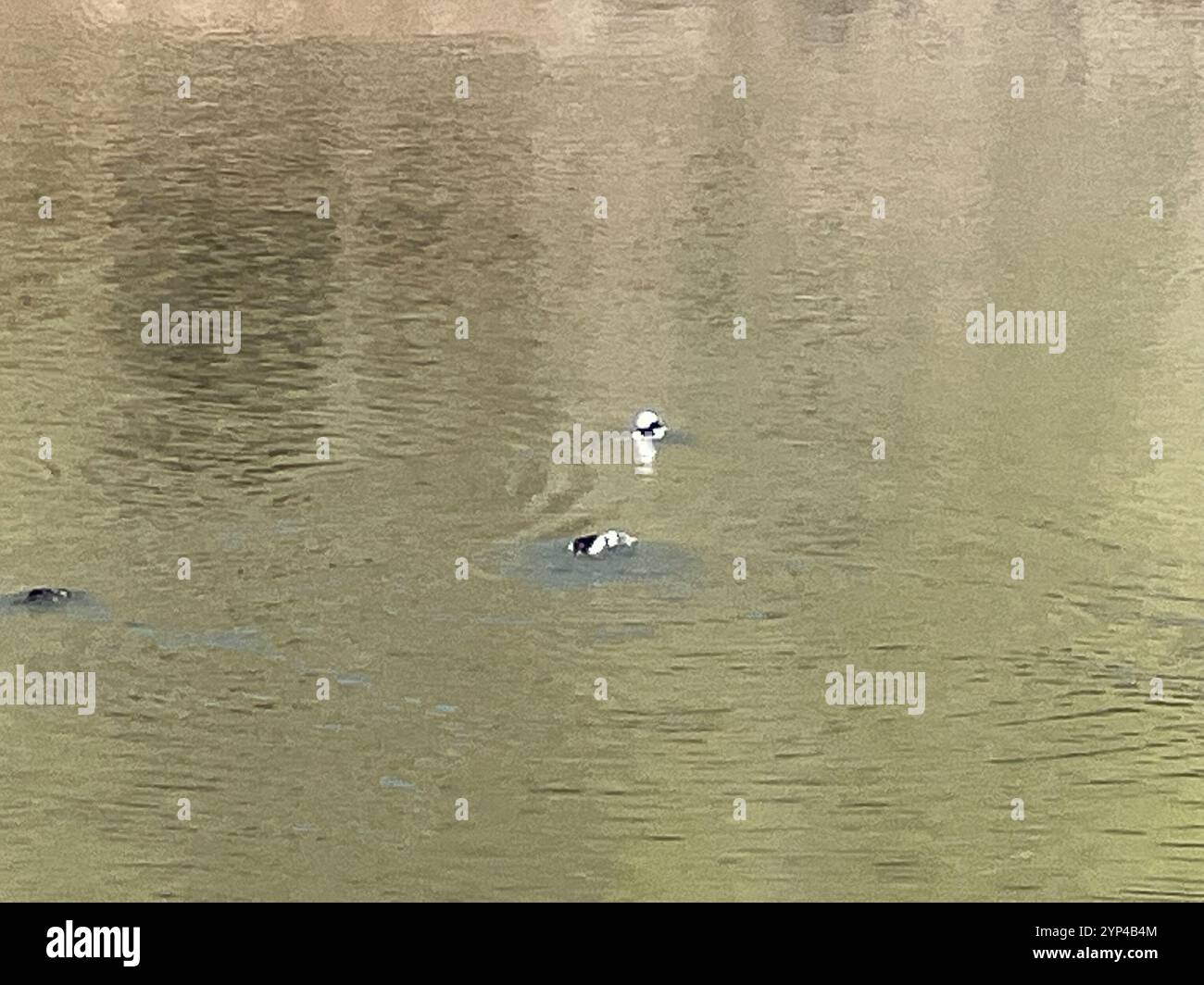 California buttercup (Ranunculus californicus Stock Photo - Alamy