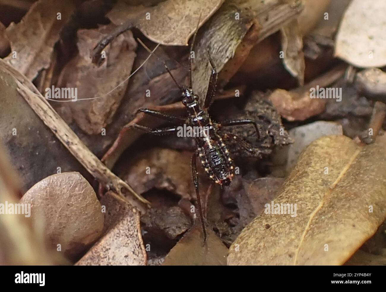 Flower Assassin Bugs (Rhynocoris Stock Photo - Alamy