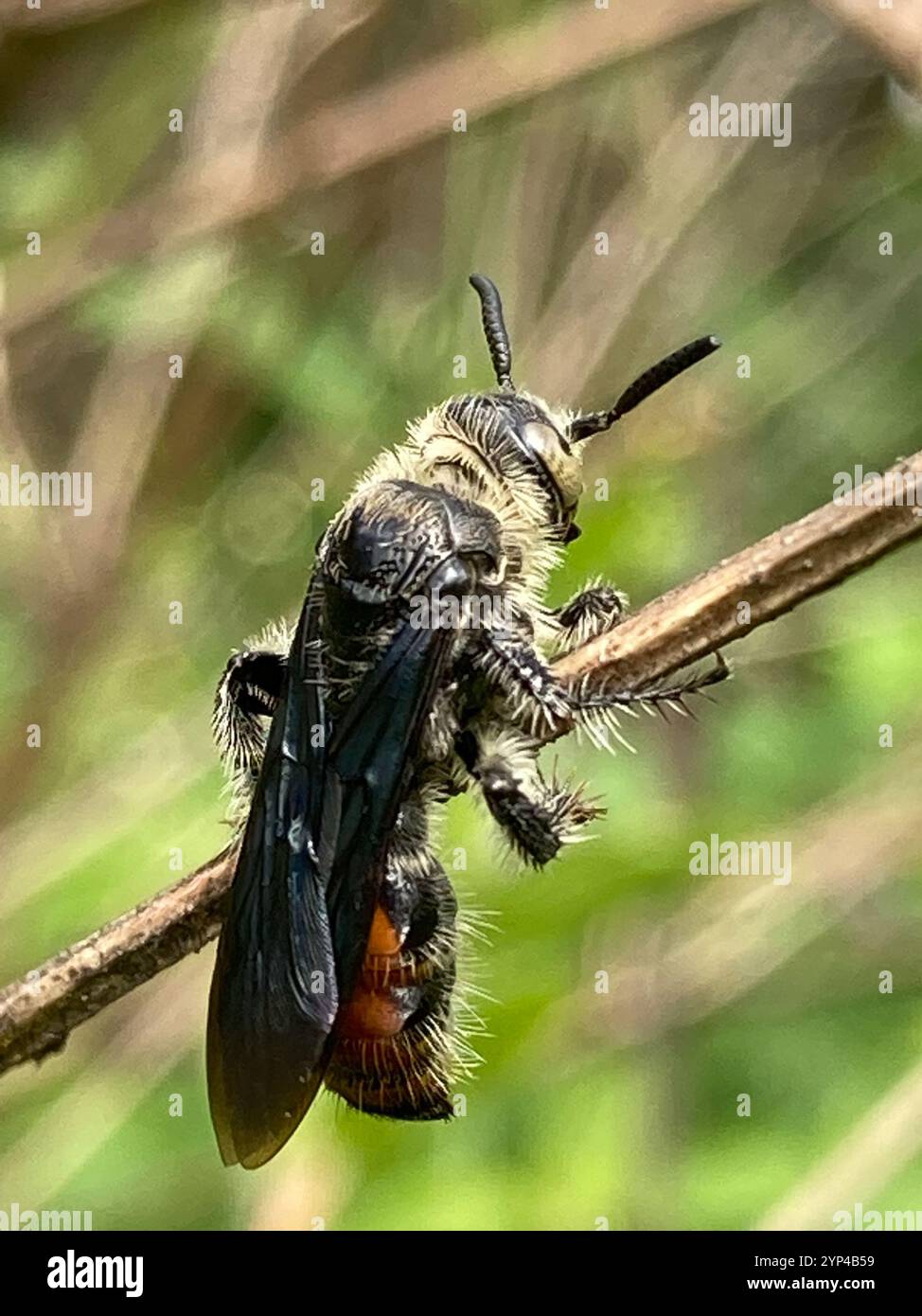 Caribbean scoliid wasp (Dielis dorsata Stock Photo - Alamy