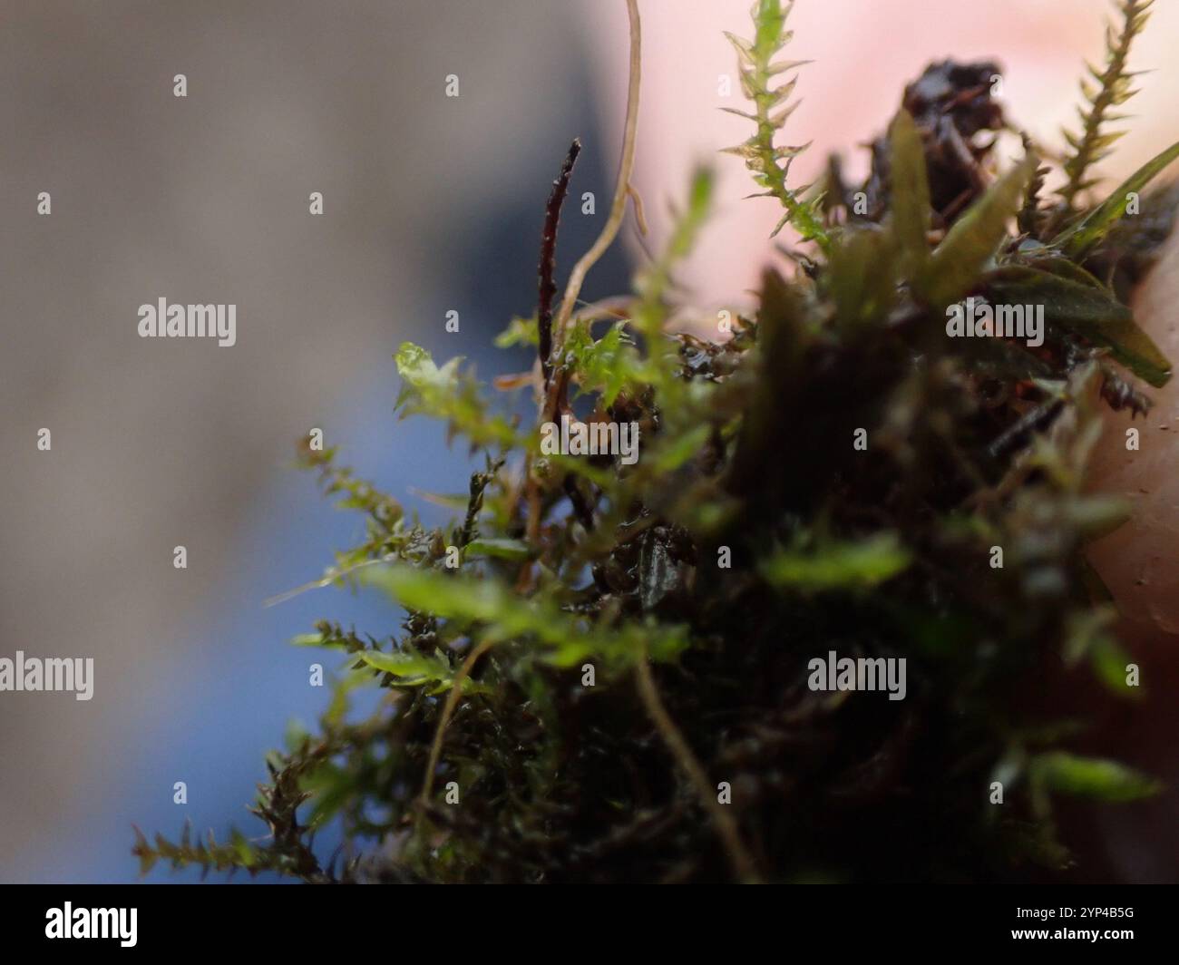 tangled thread moss (Hygroamblystegium varium Stock Photo - Alamy