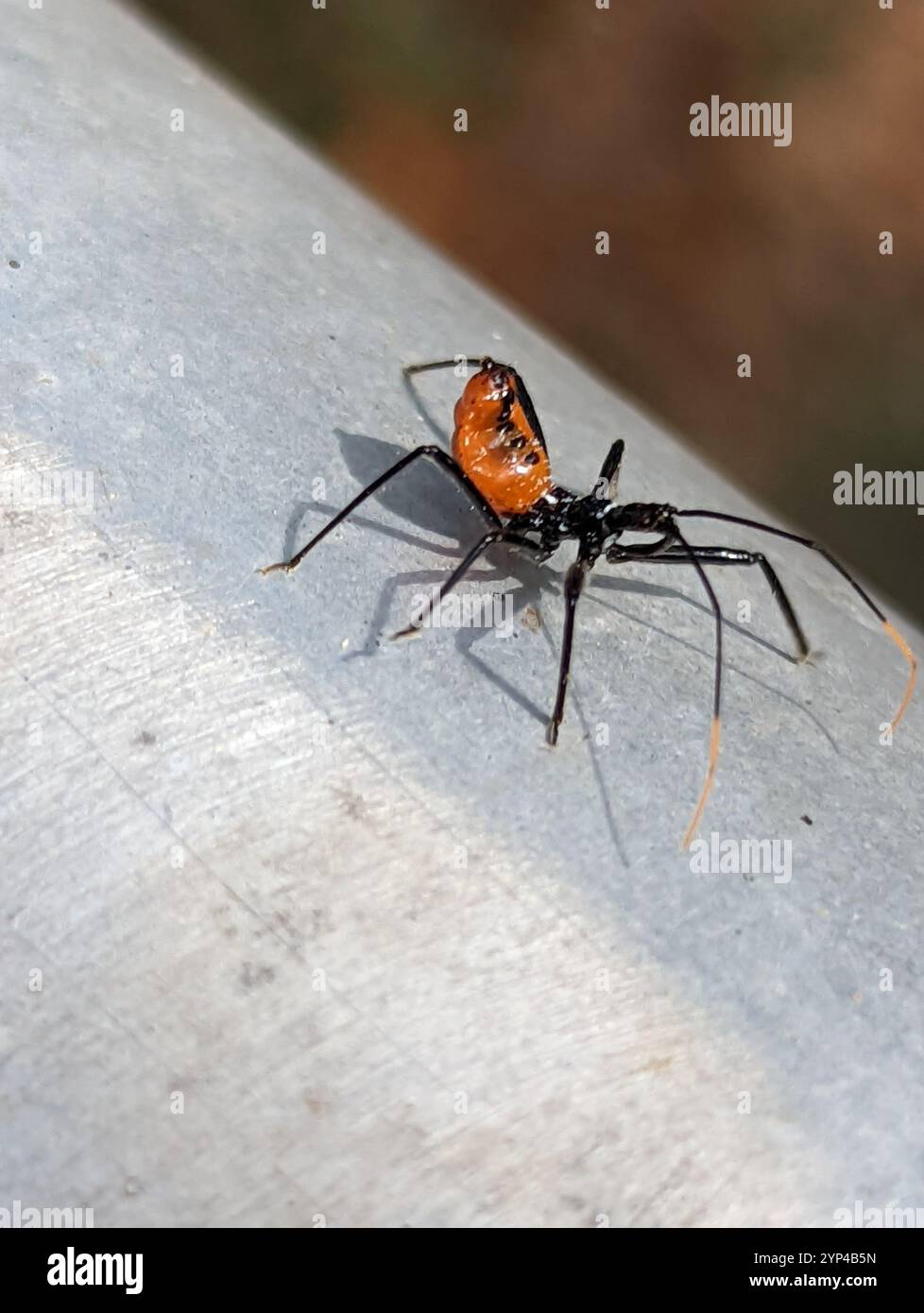 North American Wheel Bug (Arilus cristatus Stock Photo - Alamy