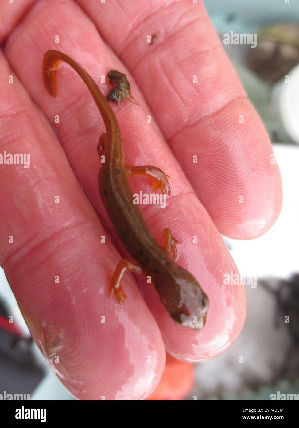 Eastern Newt (Notophthalmus viridescens Stock Photo - Alamy