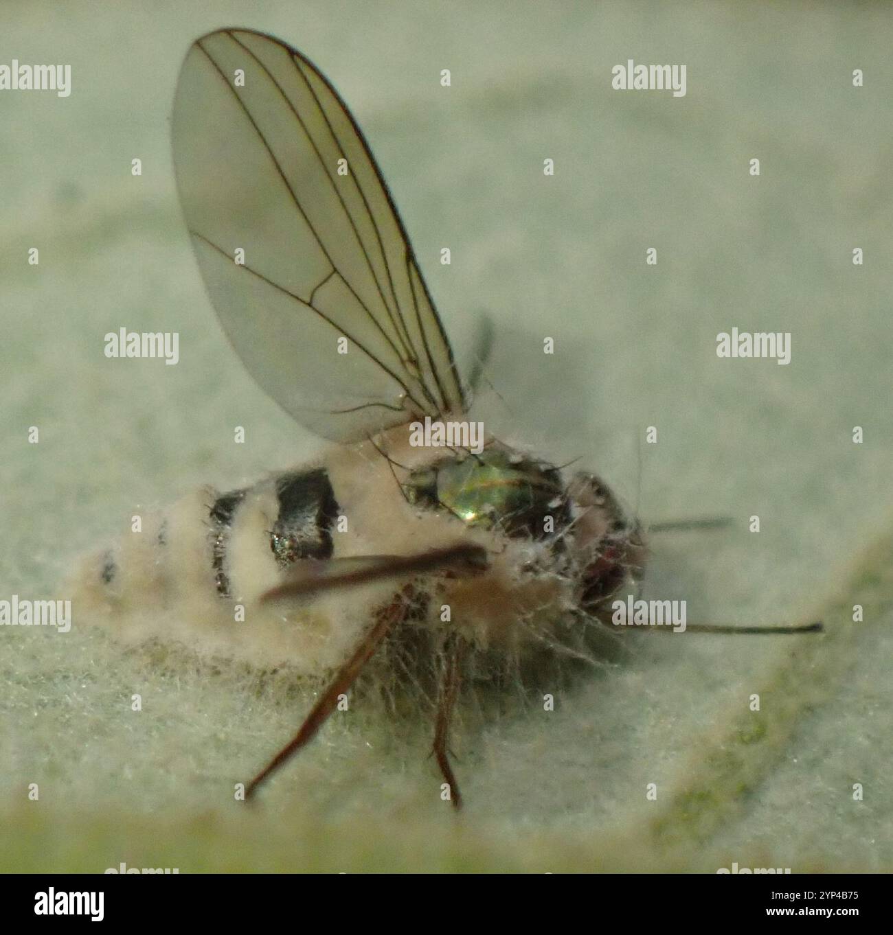 Entomophthora hi-res stock photography and images - Alamy