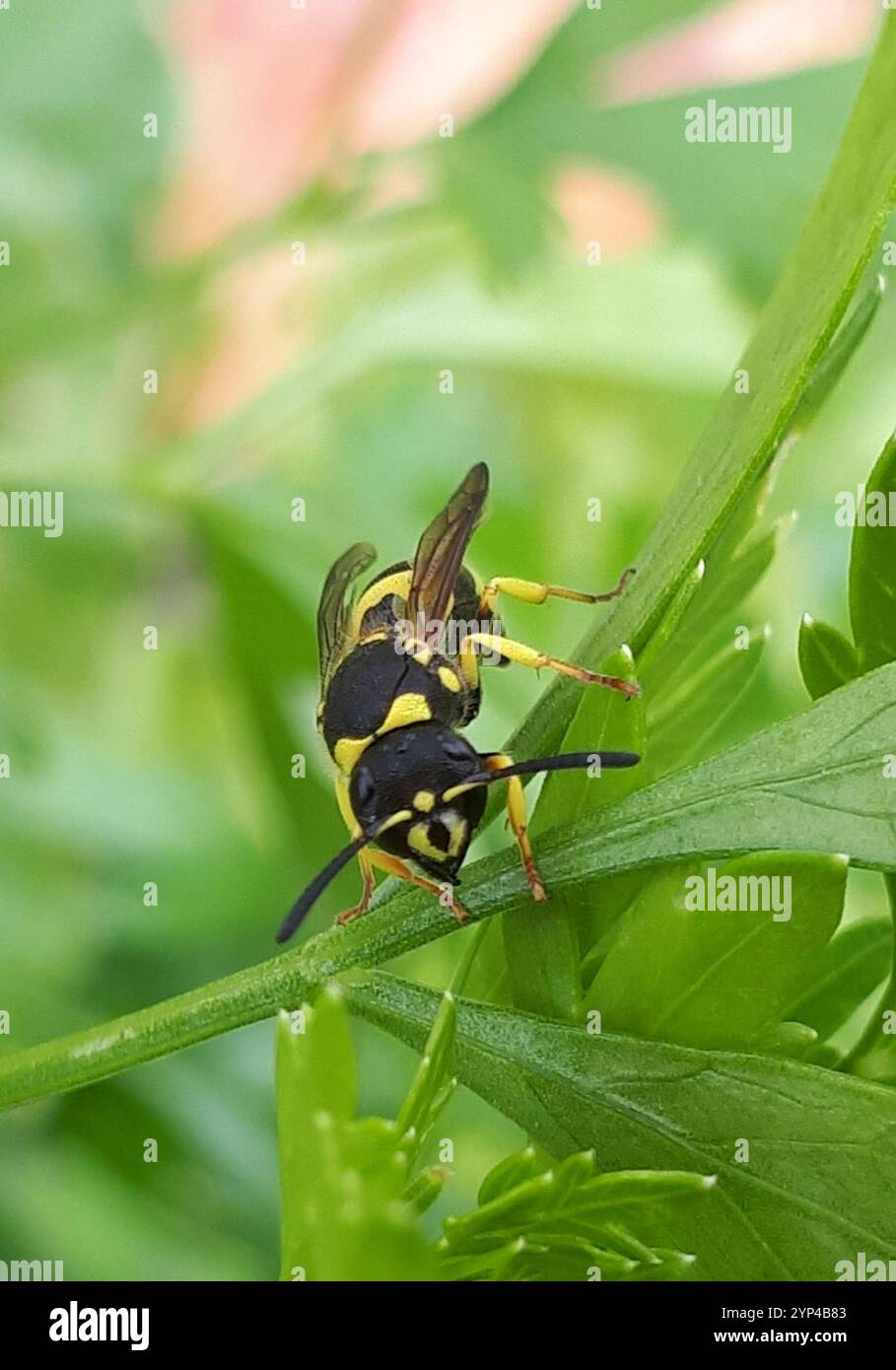 European tube wasp (Ancistrocerus gazella Stock Photo - Alamy