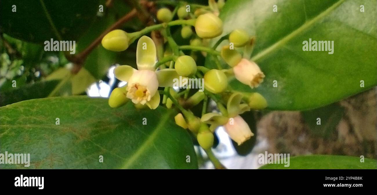 cannonball mangrove (Xylocarpus granatum Stock Photo - Alamy