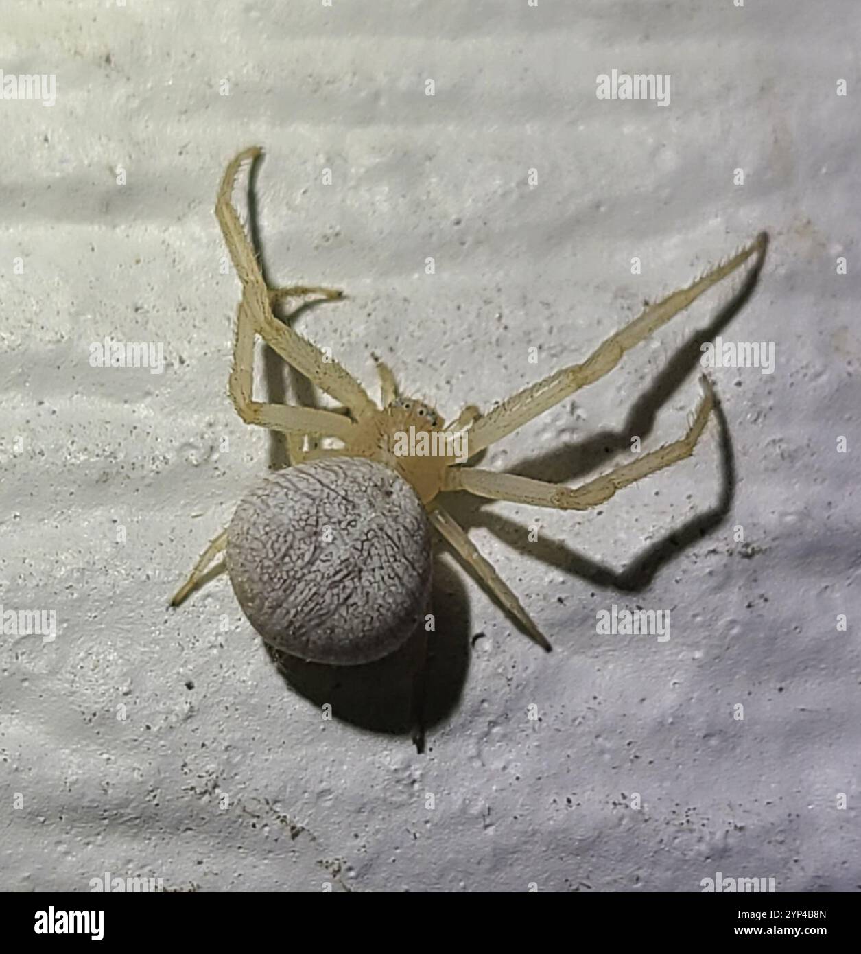 Crab Spiders (Thomisidae Stock Photo - Alamy