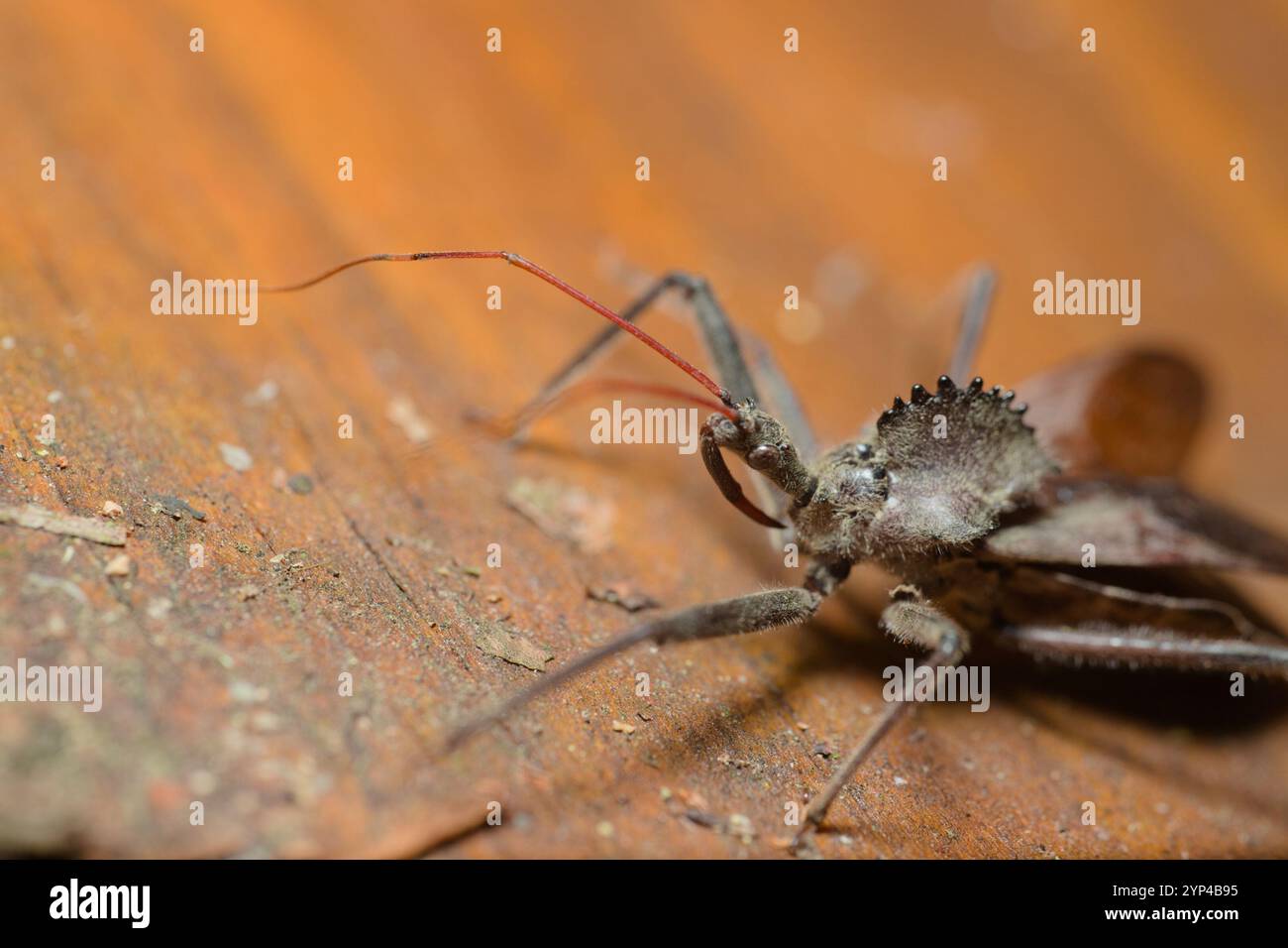 North American Wheel Bug (Arilus cristatus Stock Photo - Alamy